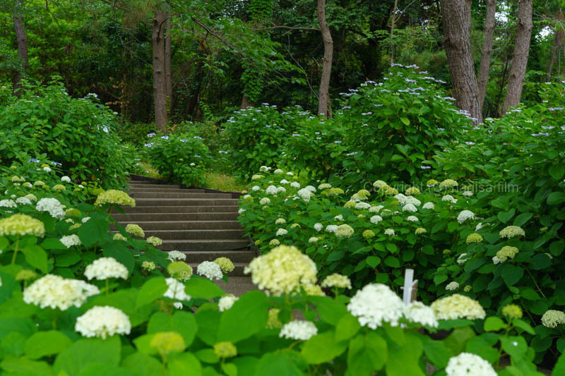 あじさい祭り・八景島シーパラダイス 2025: なぎさフィルム